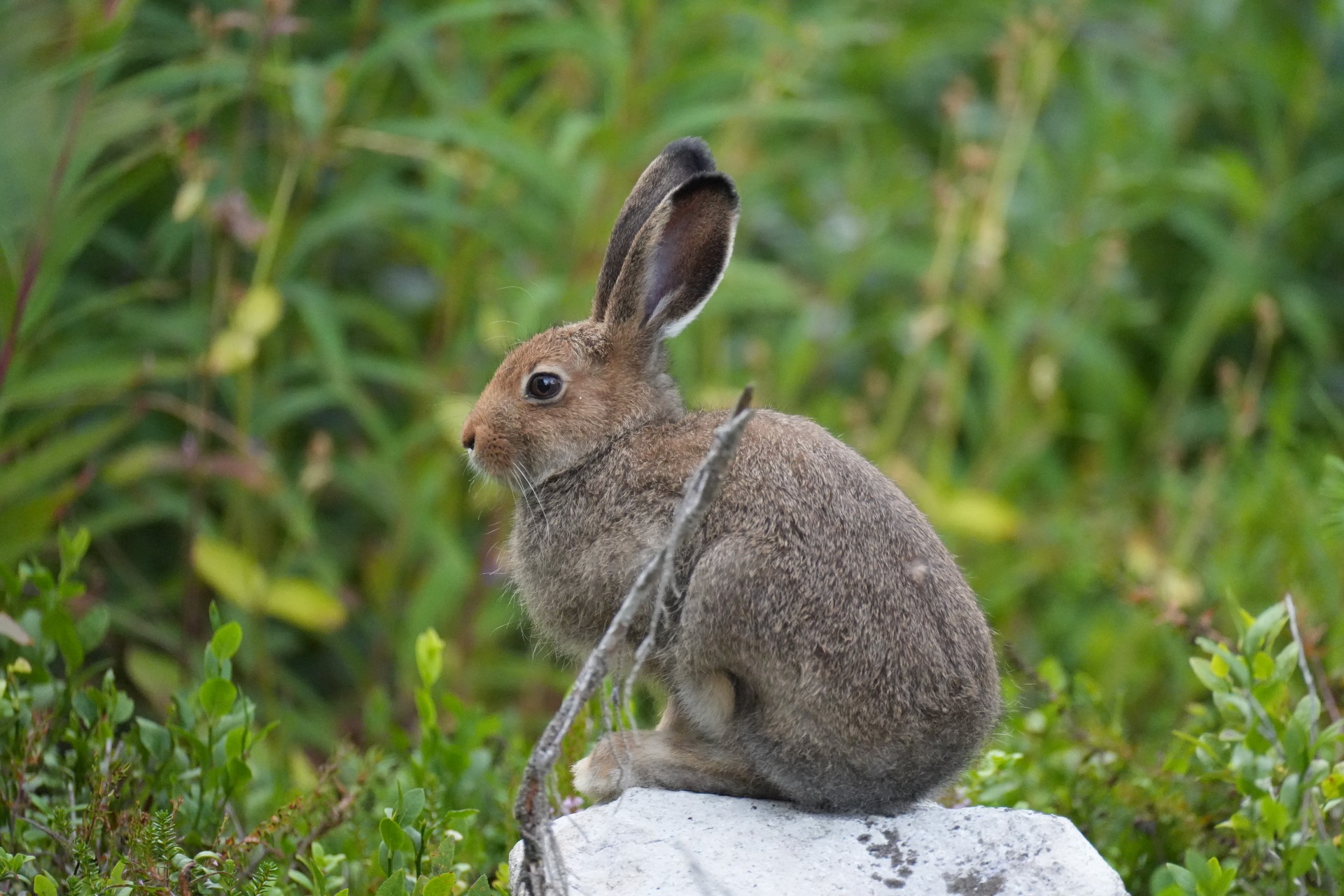 Dyrebilder :: Johannessen-foto-service